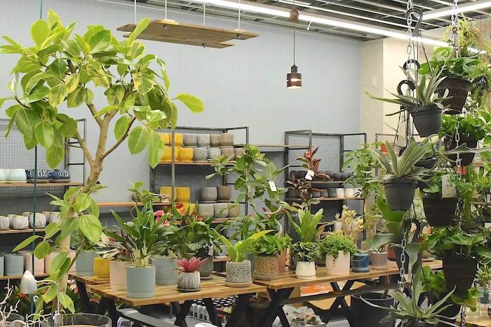 If Green… A Pop-up Store Specializing in Houseplants | Fukuoka Now