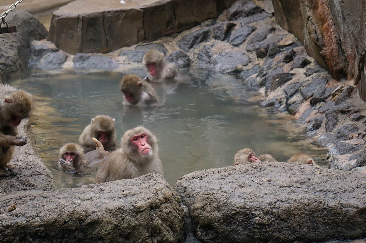 Open-air Bath at Monkey Mountain – Fukuoka Municipal Zoo | Fukuoka Now