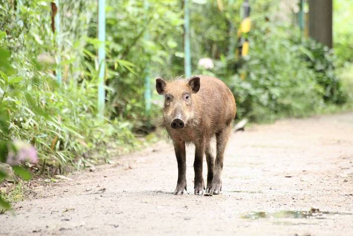 Saga's Wild Boar Biter Leaves Locals Limping | Fukuoka Now