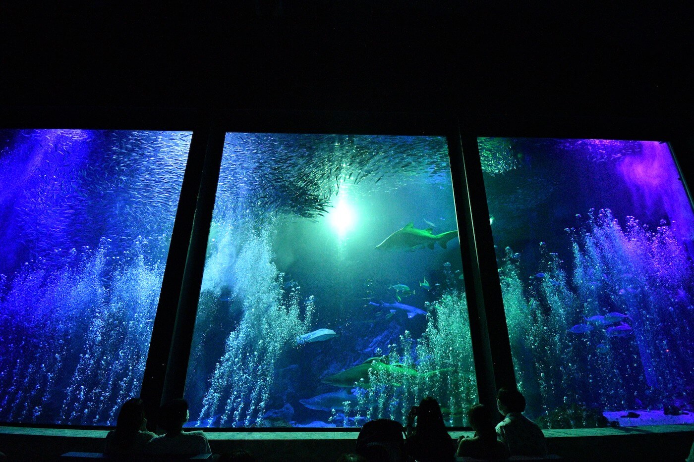 Marine World Night Aquarium | Fukuoka Now