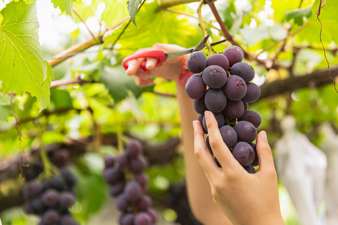 Fruit And Vegetable Picking