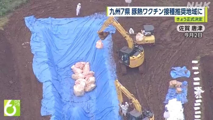 Japan Expands Pig Vaccination Advisory to Kyushu | Fukuoka Now