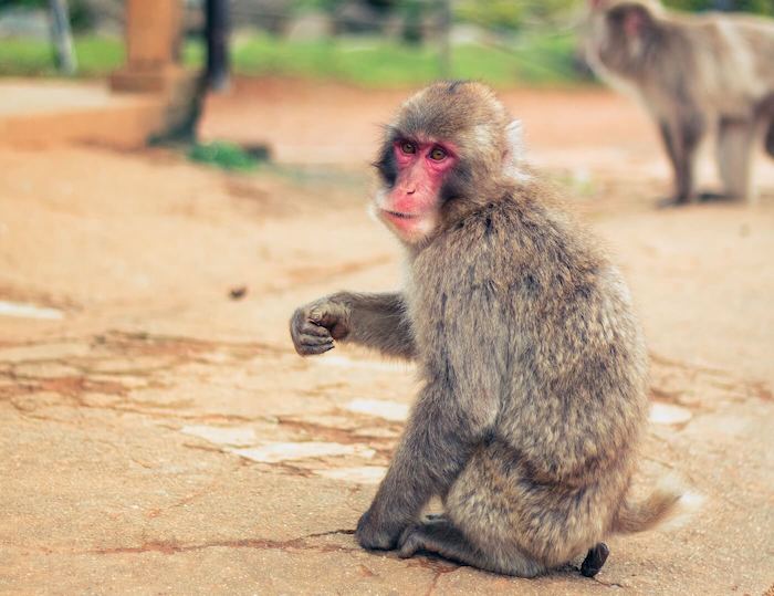 Monkey Alert: Onojo City Ups Patrols | Fukuoka Now