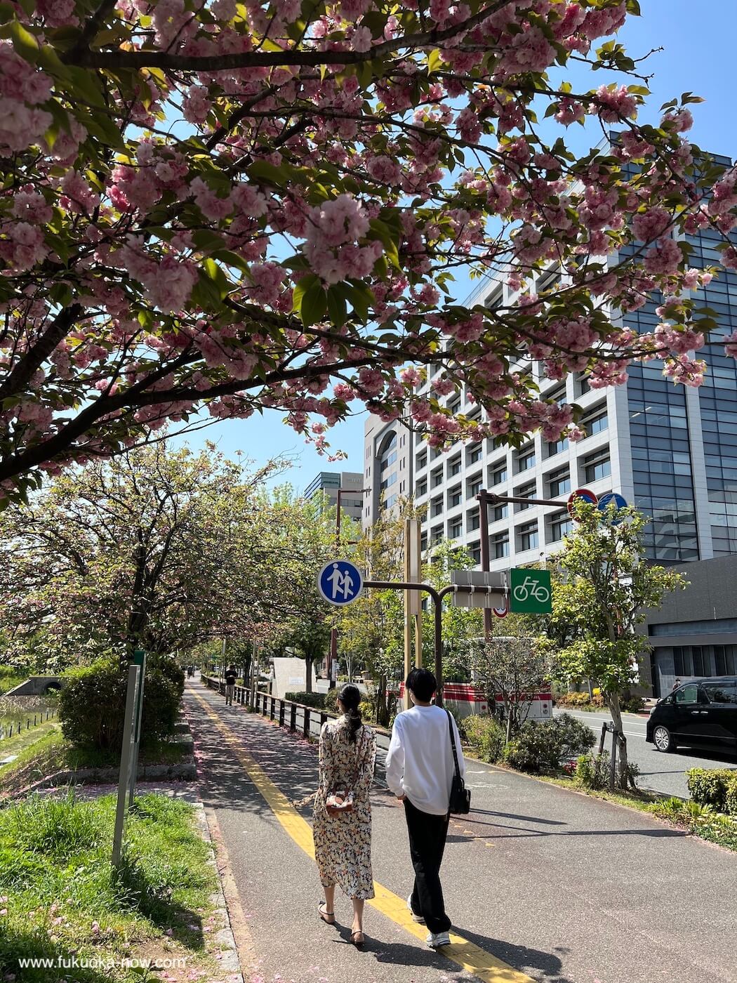 Discover Spring in Fukuoka: A Guide to Seasonal Traditions and Local ...