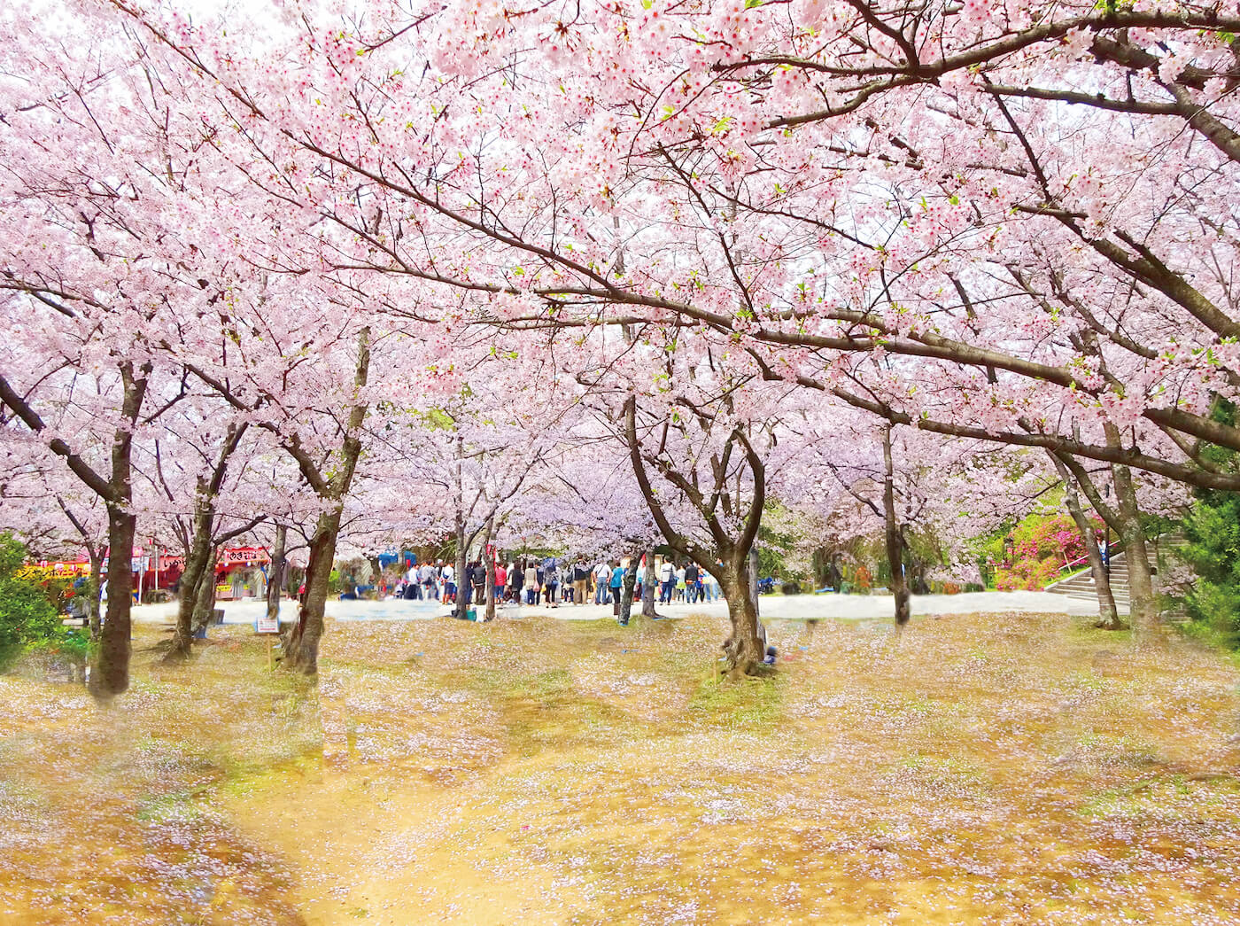 Nishi Park Sakura Festival | Fukuoka Now
