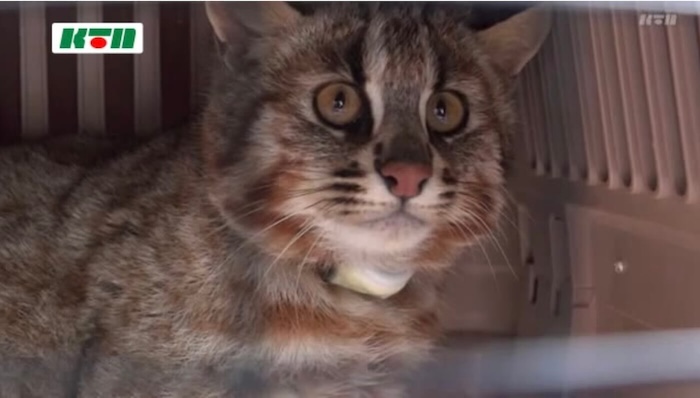 Endangered Tsushima Leopard Cat 'Hikari' Released into the Wild ...