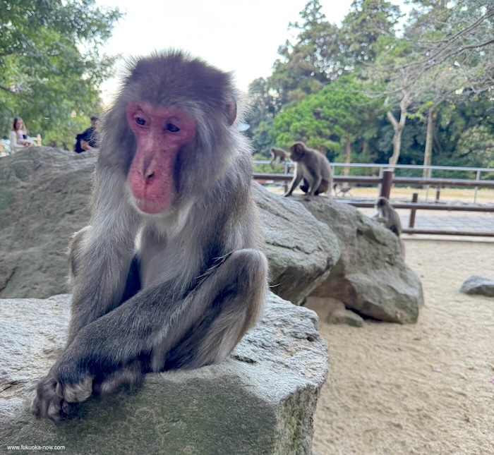 Fukuoka Holds Emergency Meeting to Address Monkey Attacks | Fukuoka Now
