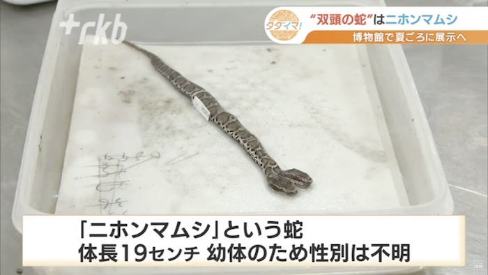 Rare Two-Headed Snake Discovered in Kitakyushu to be Exhibited This ...