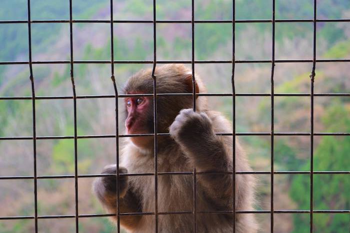 New Traps to Counter Monkey Incidents in Nakagawa City | Fukuoka Now