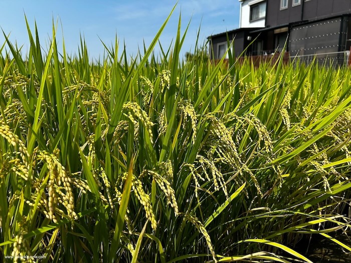 Kyushu's 2024 Rice Harvest Down 3% Due to Weather and Land Use ...
