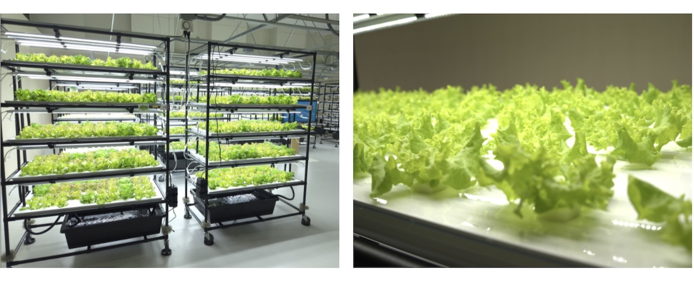 Underground Farm Opens at Kyuden HQ | Fukuoka Now